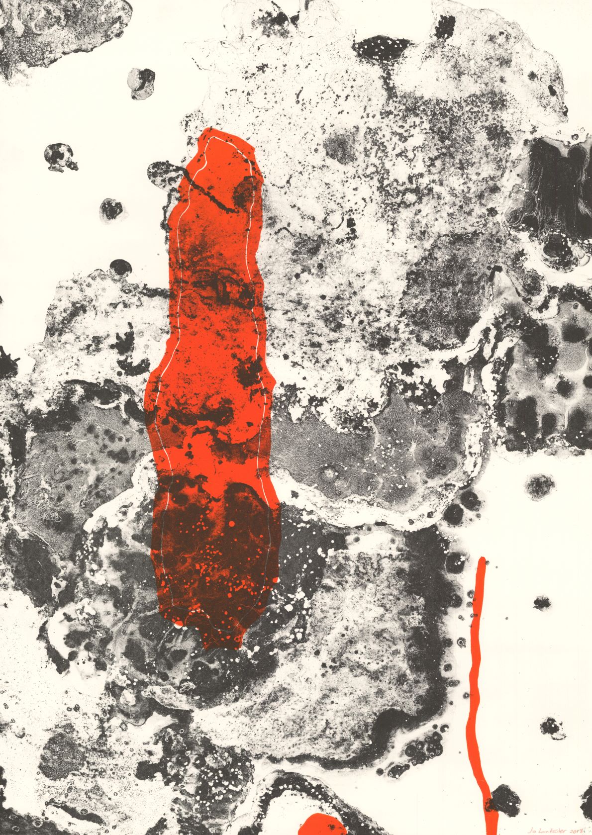 On the surface - Foliose, Townsville – Umbrella Studio